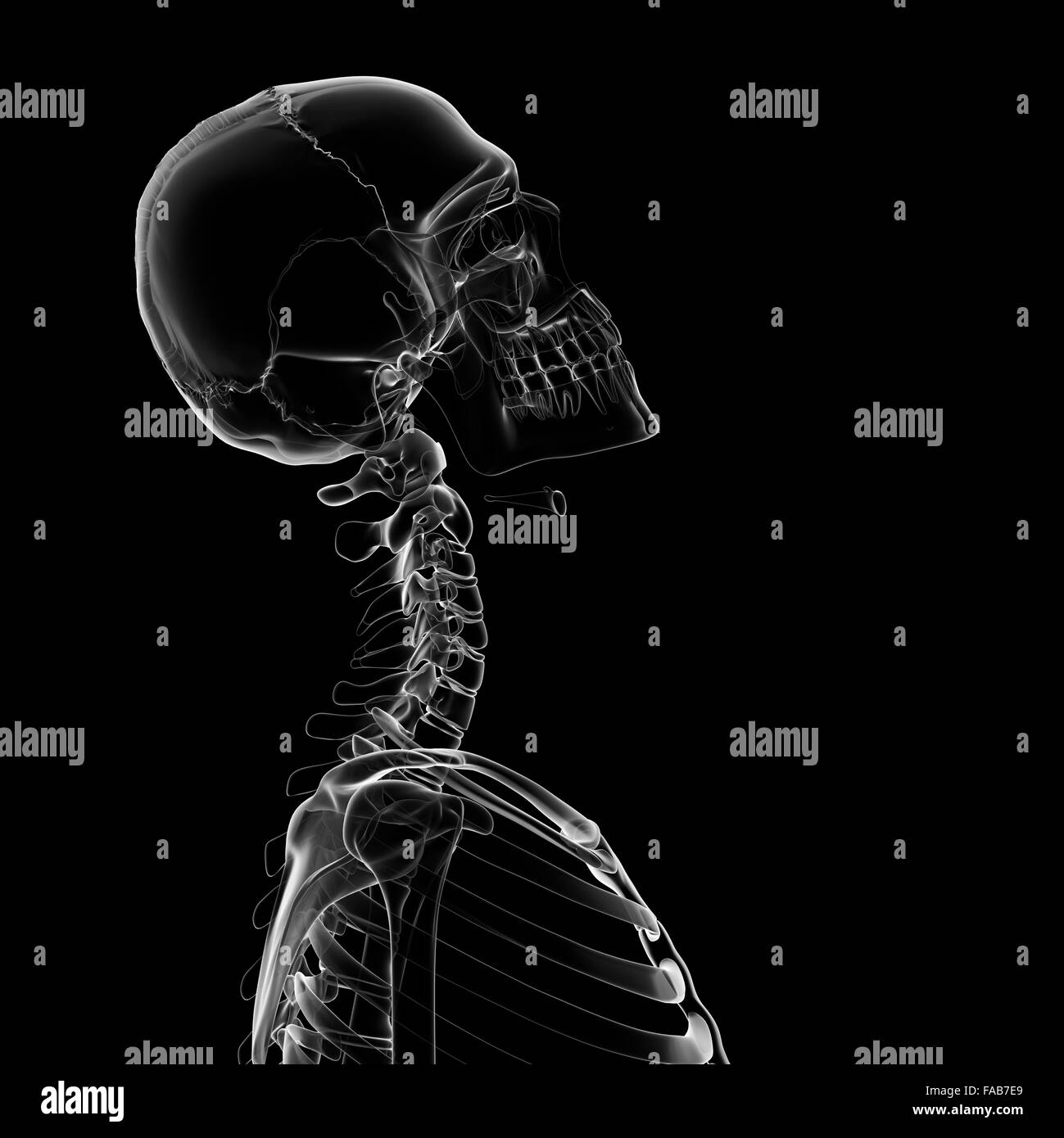 Human neck bending backwards, computer illustration Stock Photo - Alamy