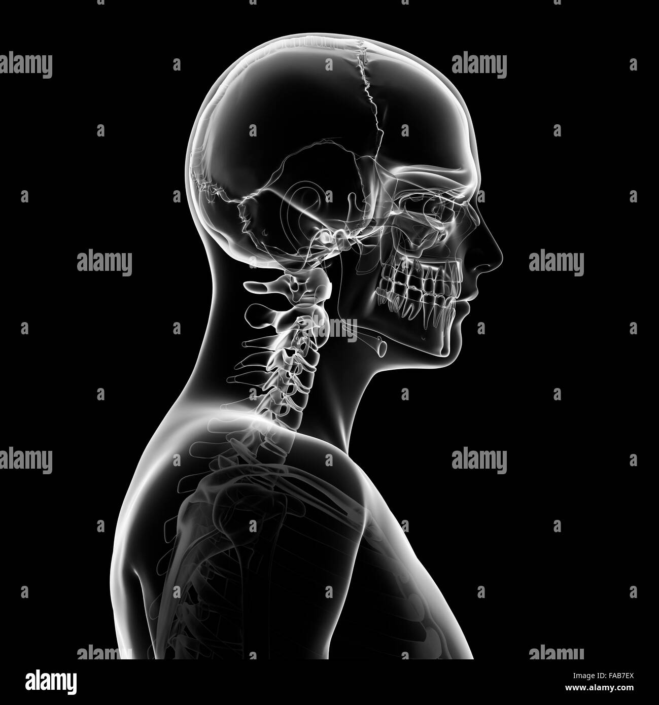 Human neck and skull, computer illustration Stock Photo - Alamy
