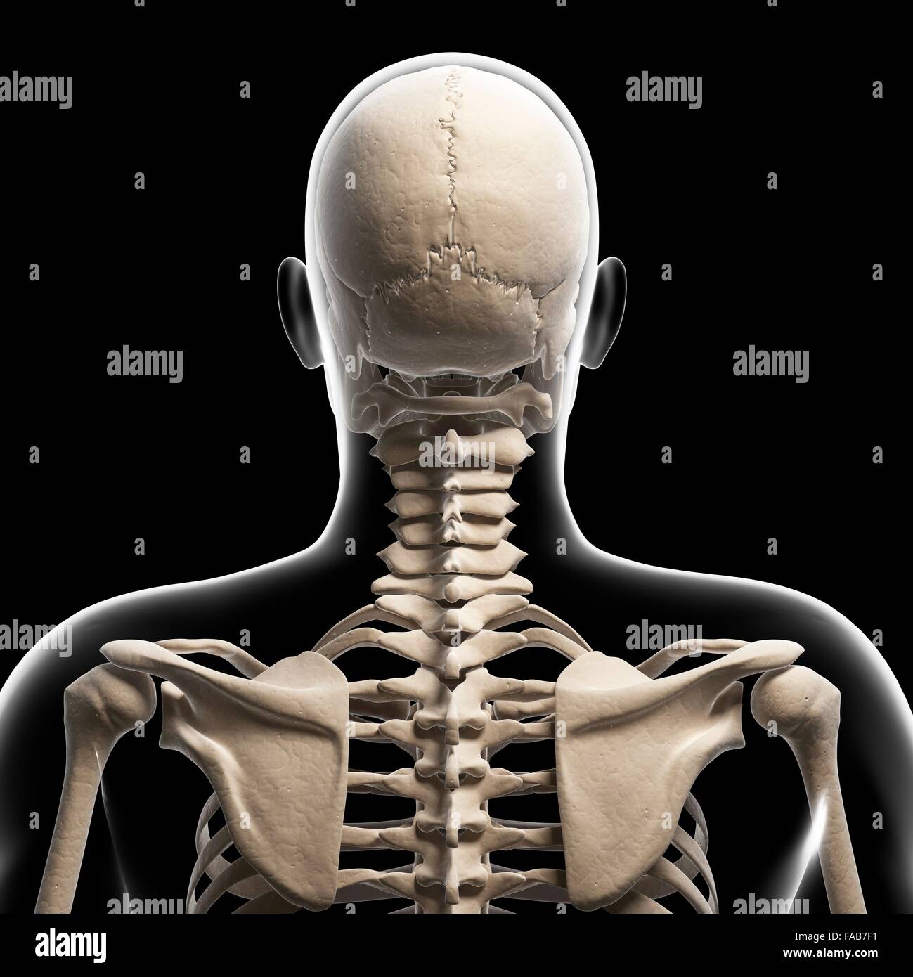 Human upper sine hi-res stock photography and images - Alamy