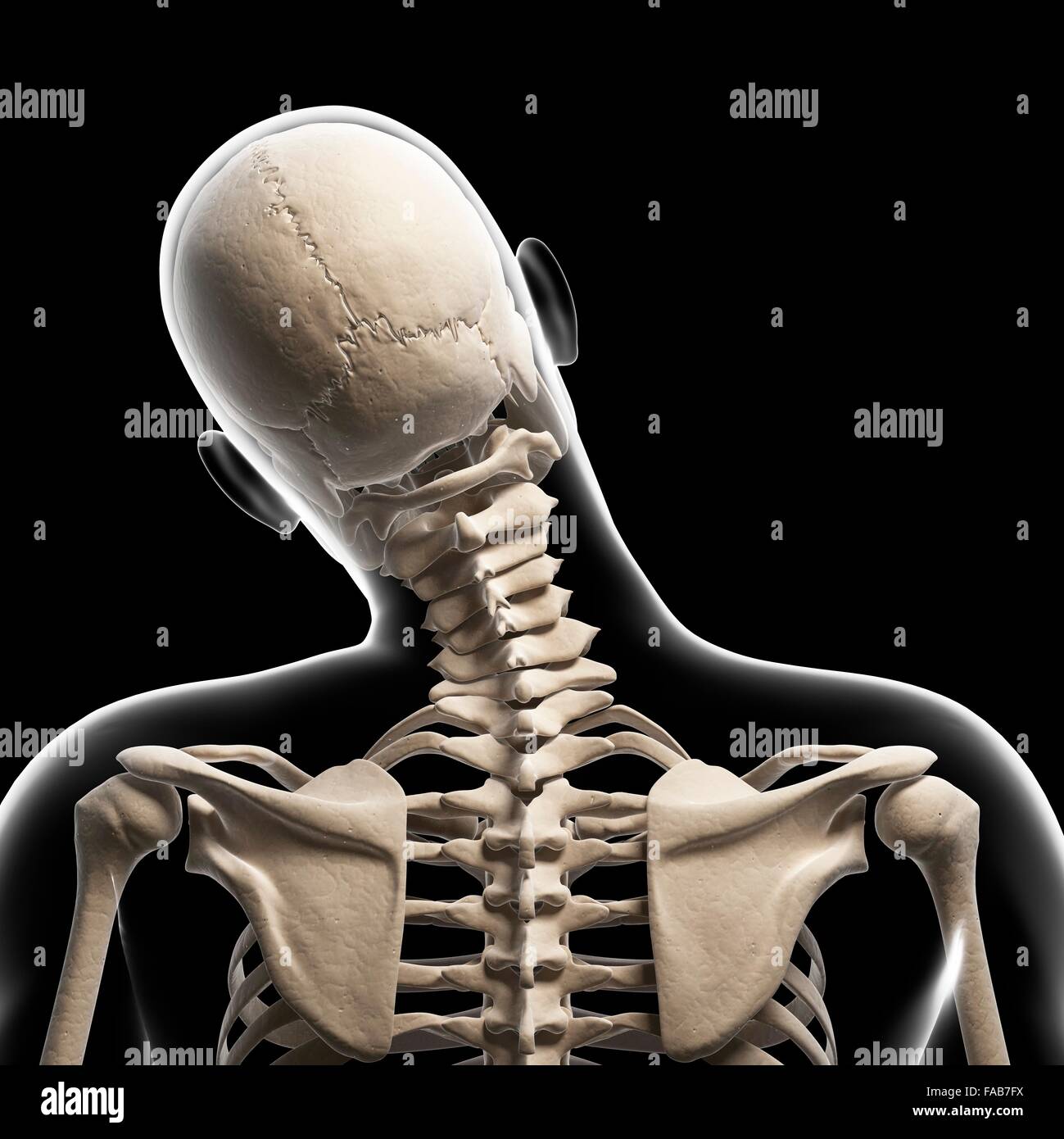 Human head bending sideways, computer illustration Stock Photo - Alamy