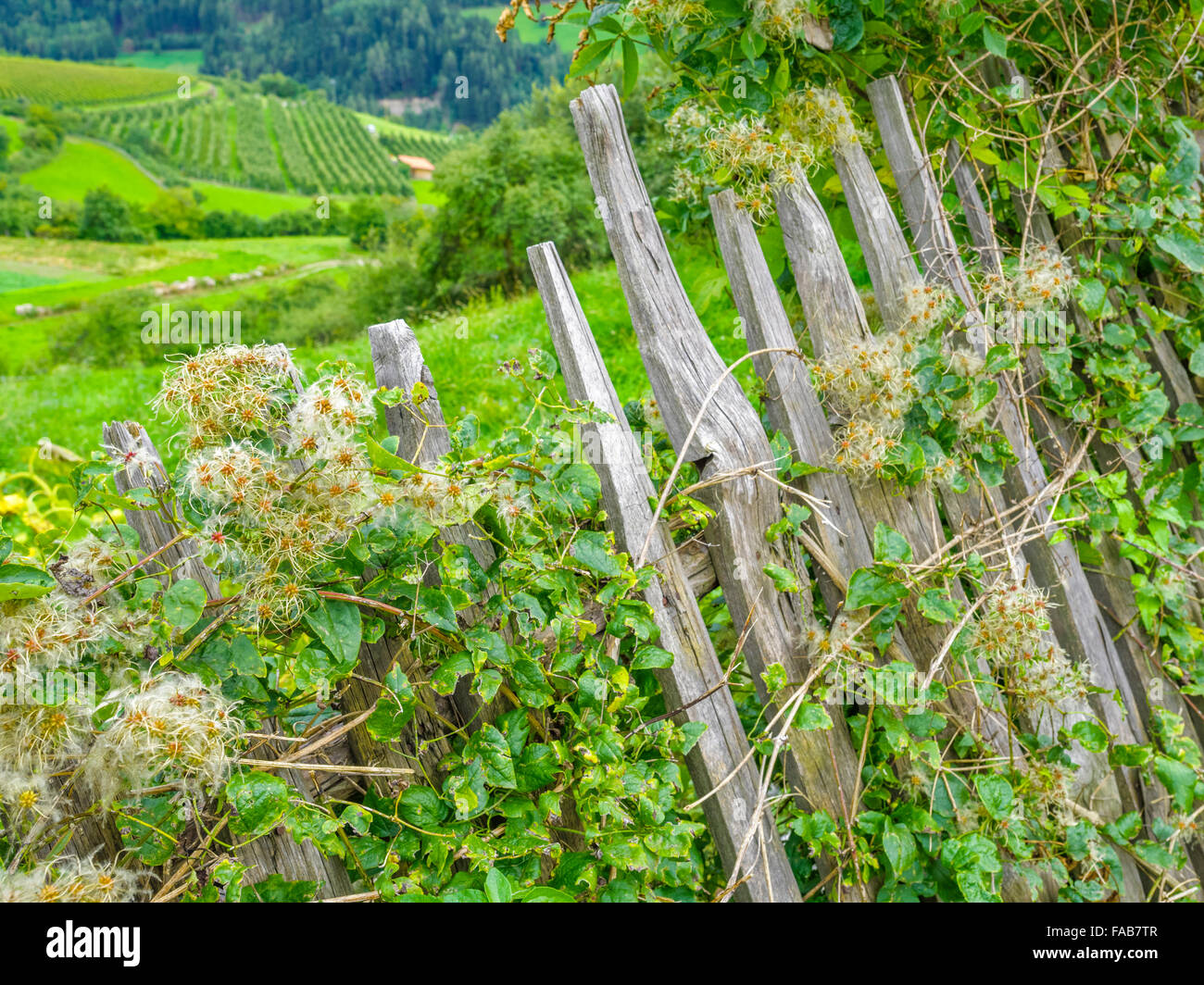Rustic fence with vines with crop fields in background in Town of Tiso ...