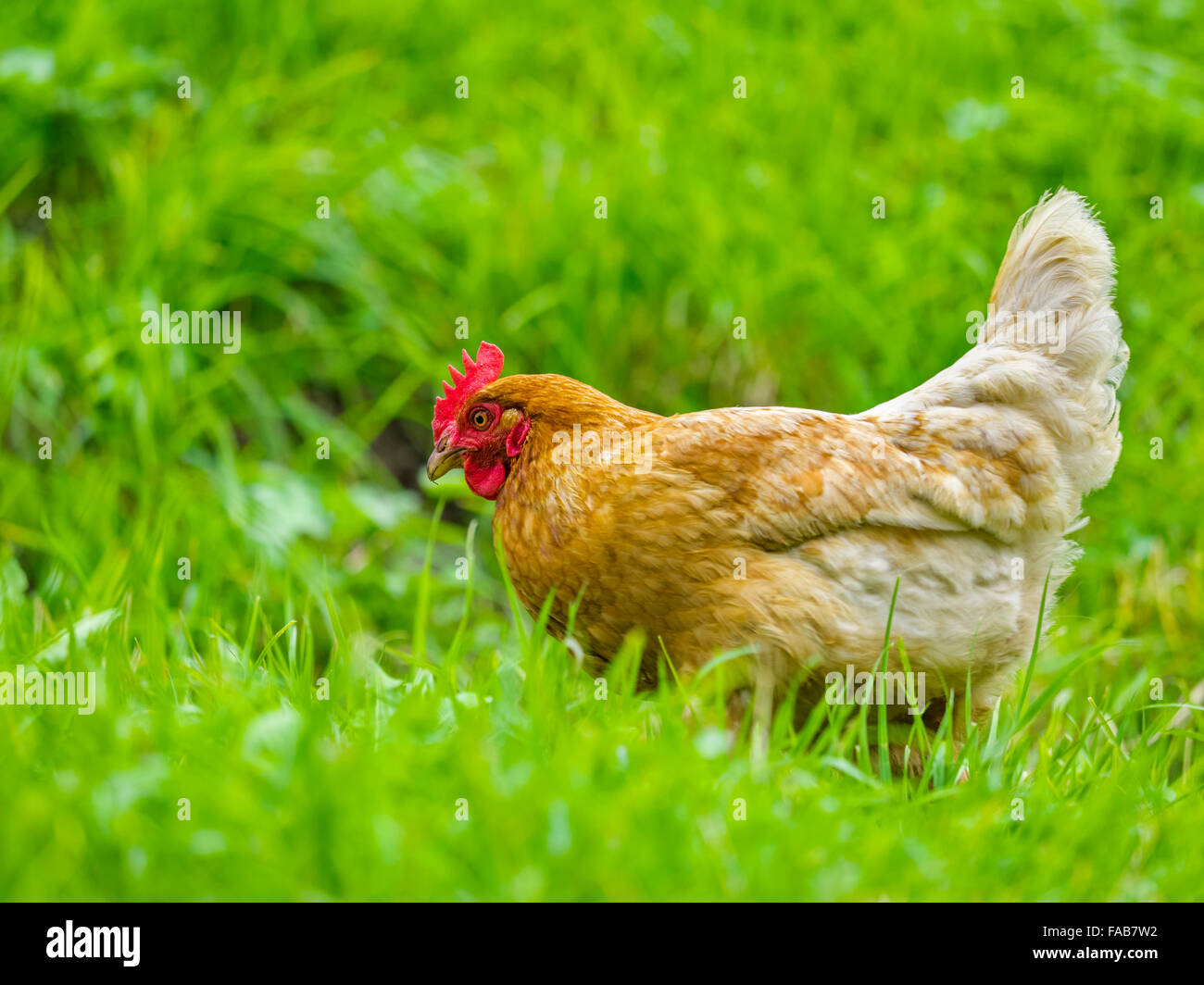 Ruster hi-res stock photography and images - Alamy