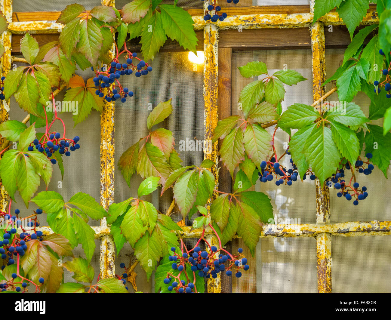 Vines on rustic window bars in town of Tiles, Northern Italy Stock ...