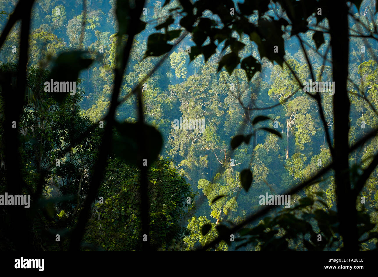 Tropical rainforest seen through tree leaves Stock Photo - Alamy