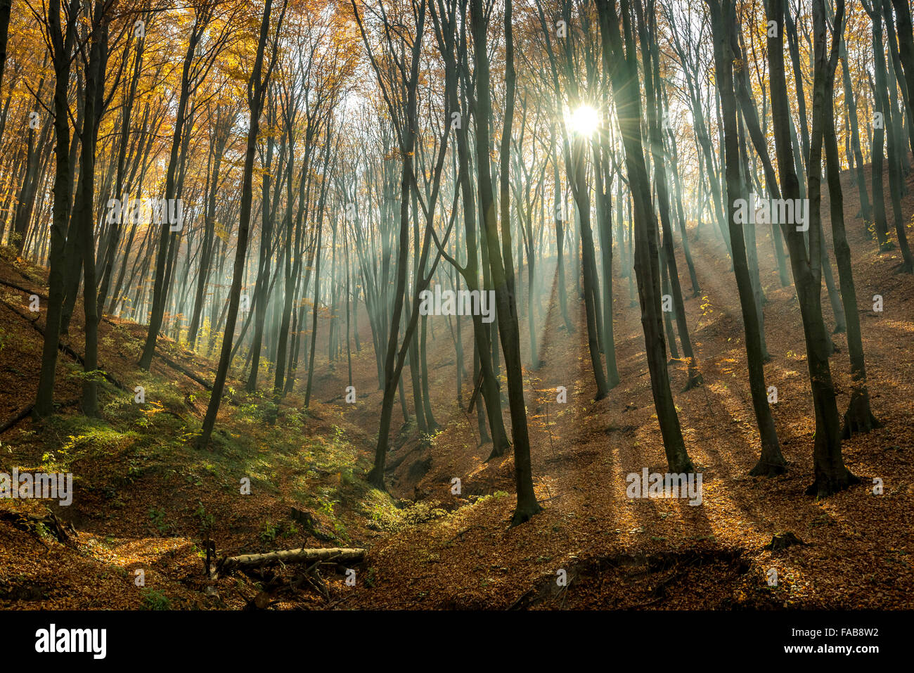 Fagus Forest of Bukovina, Ukraine Stock Photo - Alamy