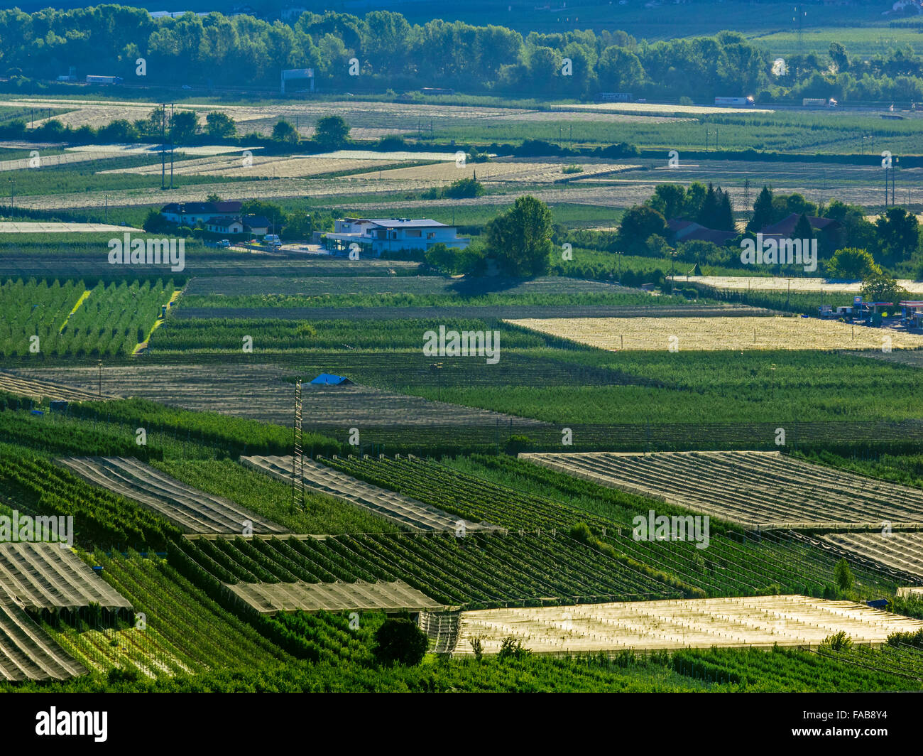 Vinyards in the Etschtal Valley in Southern Italy Stock Photo - Alamy