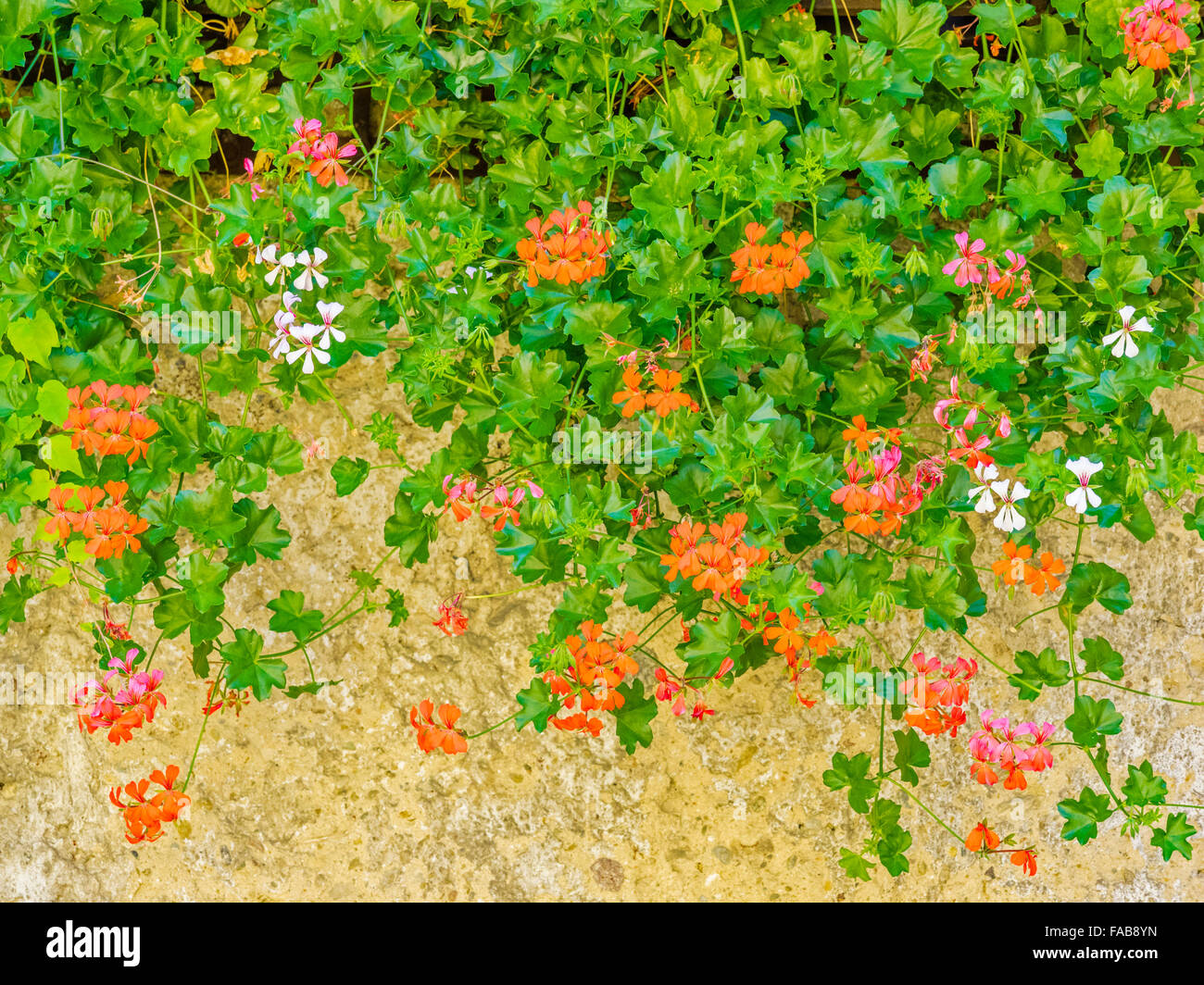 Draping flowers on rustic stone wall town of Kaltern in Northern Italy ...