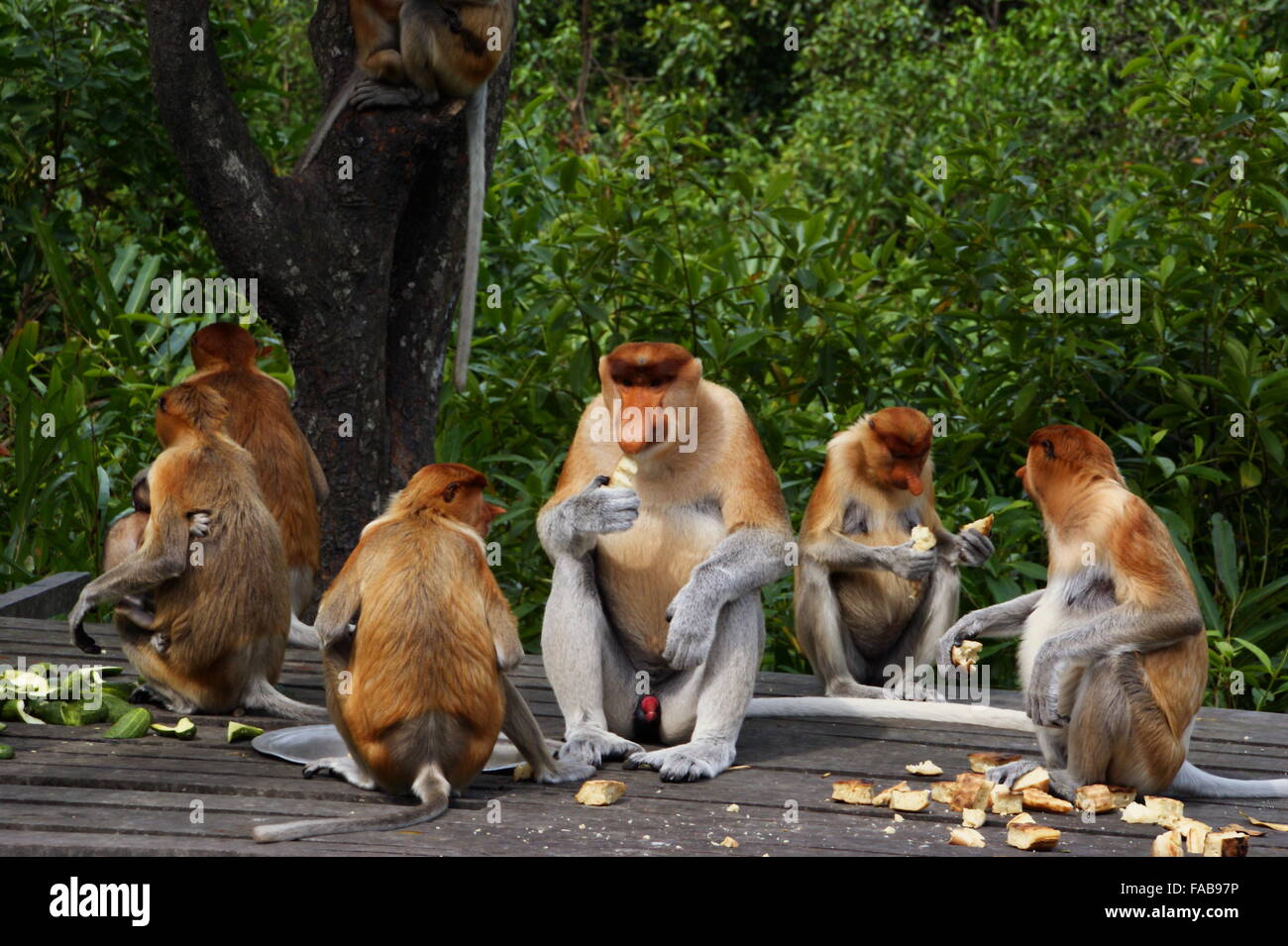 Labuk bay proboscis monkey sanctuary hi-res stock photography and ...