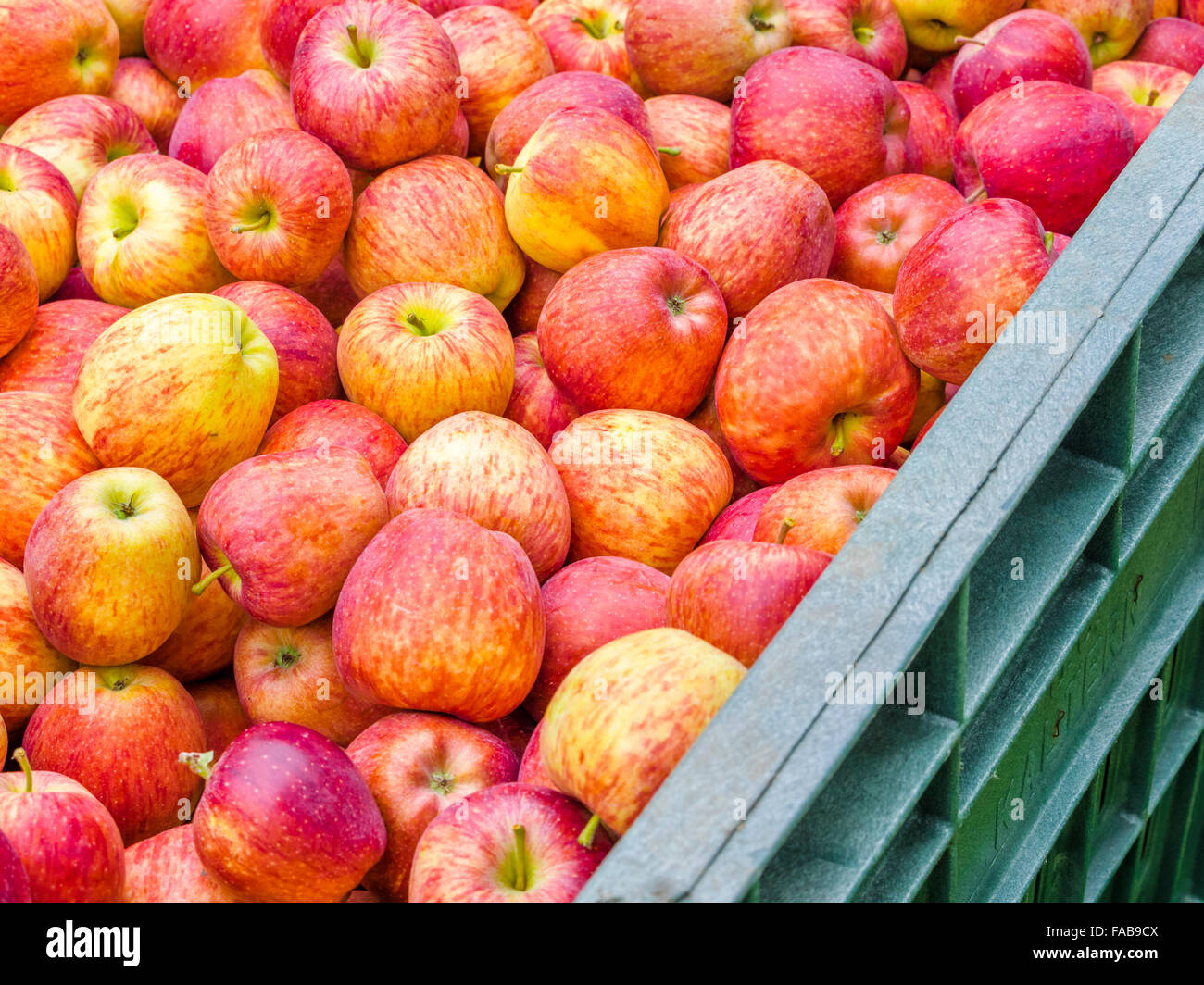 Apple production in the Etschtal Valley in South Tyrol area of Northern ...