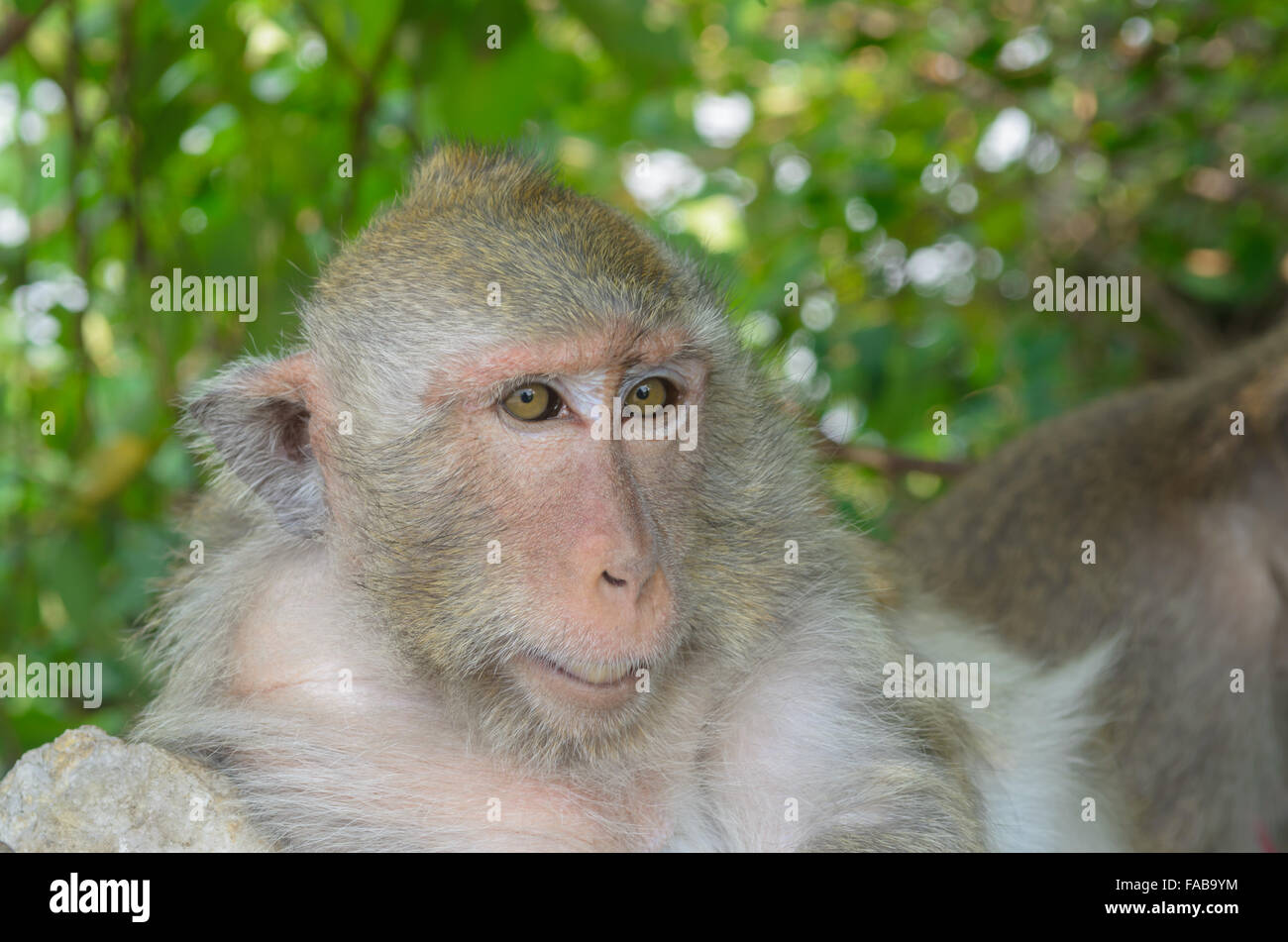 Monkeys generally possessing tails and consisting of approximately 260 ...