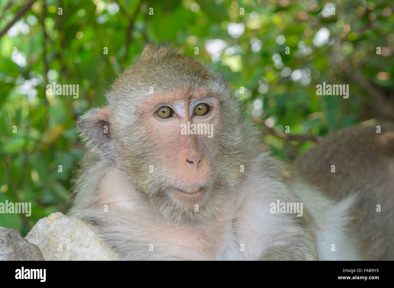 Monkeys generally possessing tails and consisting of approximately 260 ...