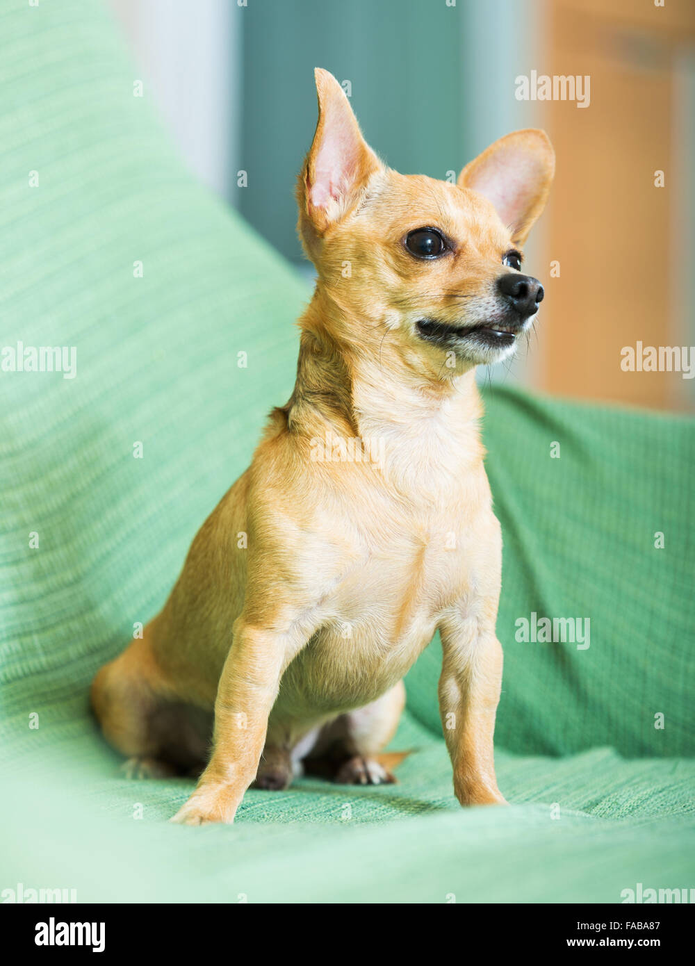 Russian toy terrier hi-res stock photography and images - Alamy