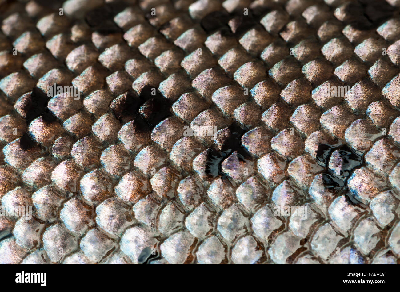 Wet Scales High Resolution Stock Photography and Images - Alamy