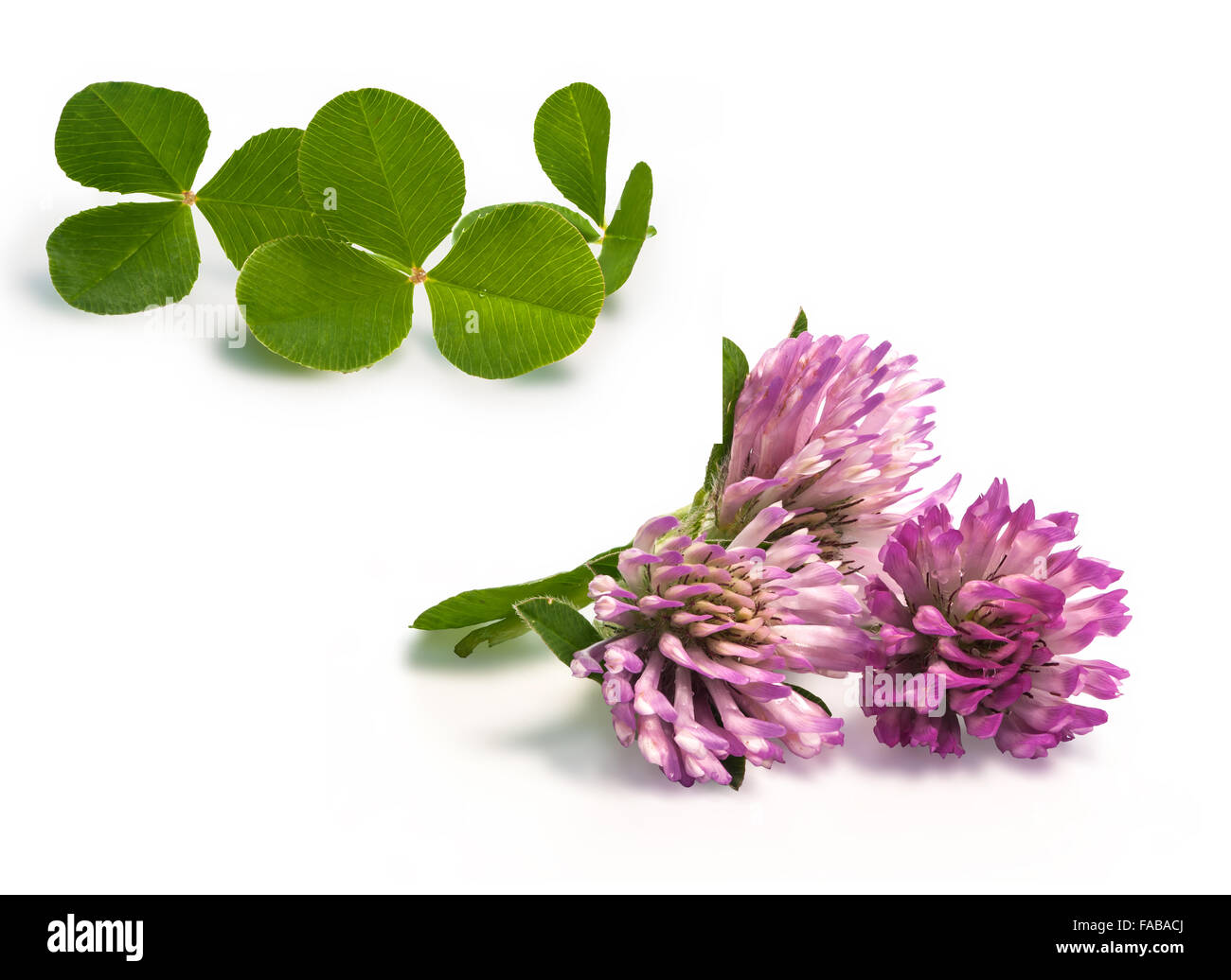 Four leaf clover illustration Cut Out Stock Images & Pictures - Alamy
