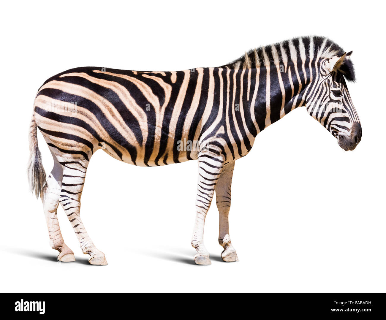 zebra walking . Isolated over white background Stock Photo - Alamy