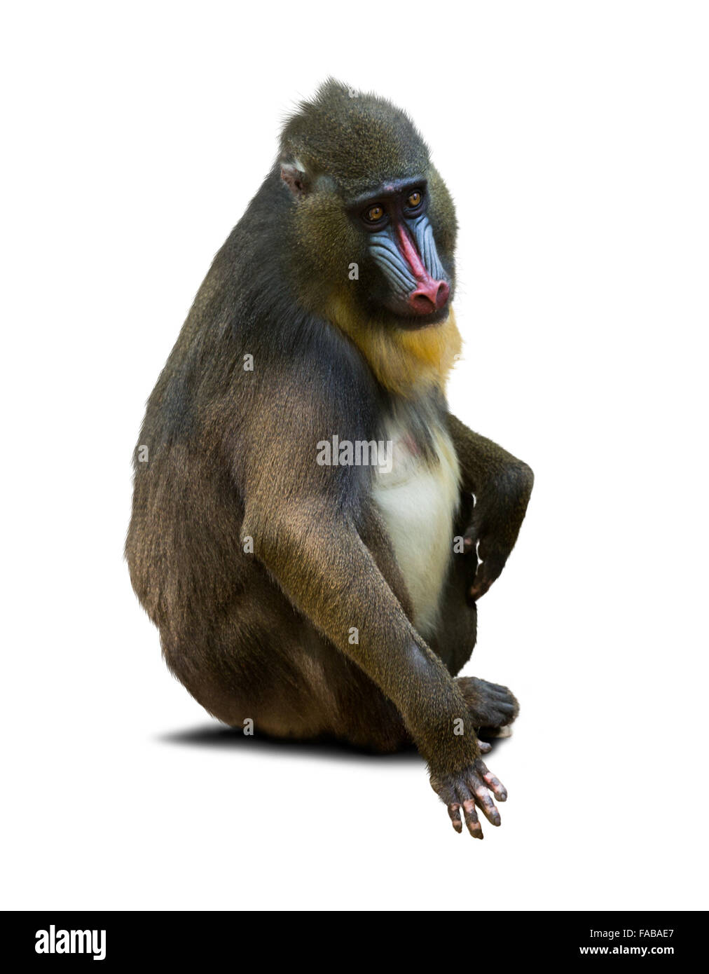 Mandrill hi-res stock photography and images - Alamy