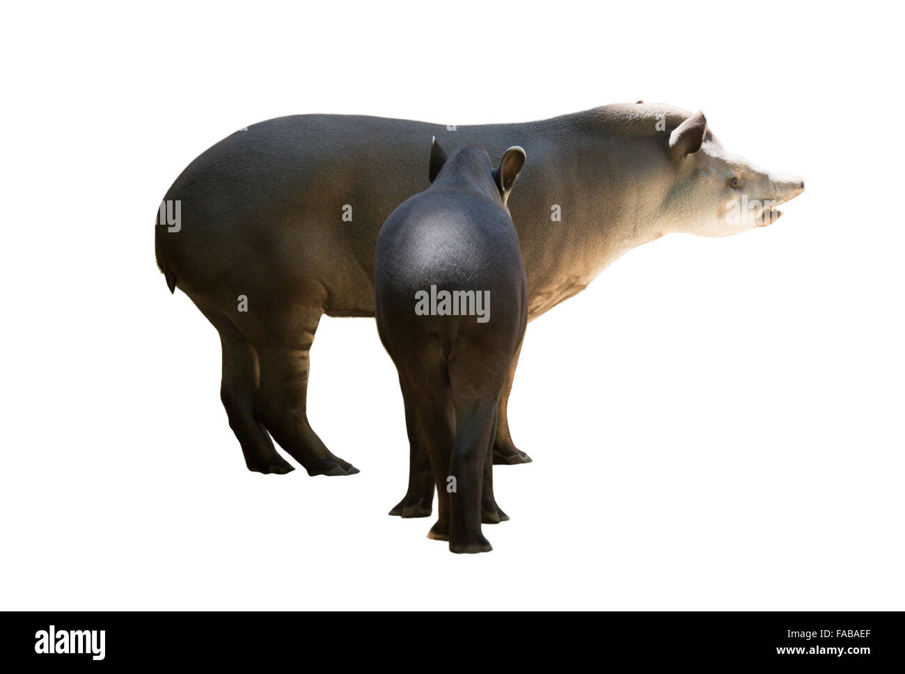 Adult and young tapirs. Isolated over white background Stock Photo - Alamy