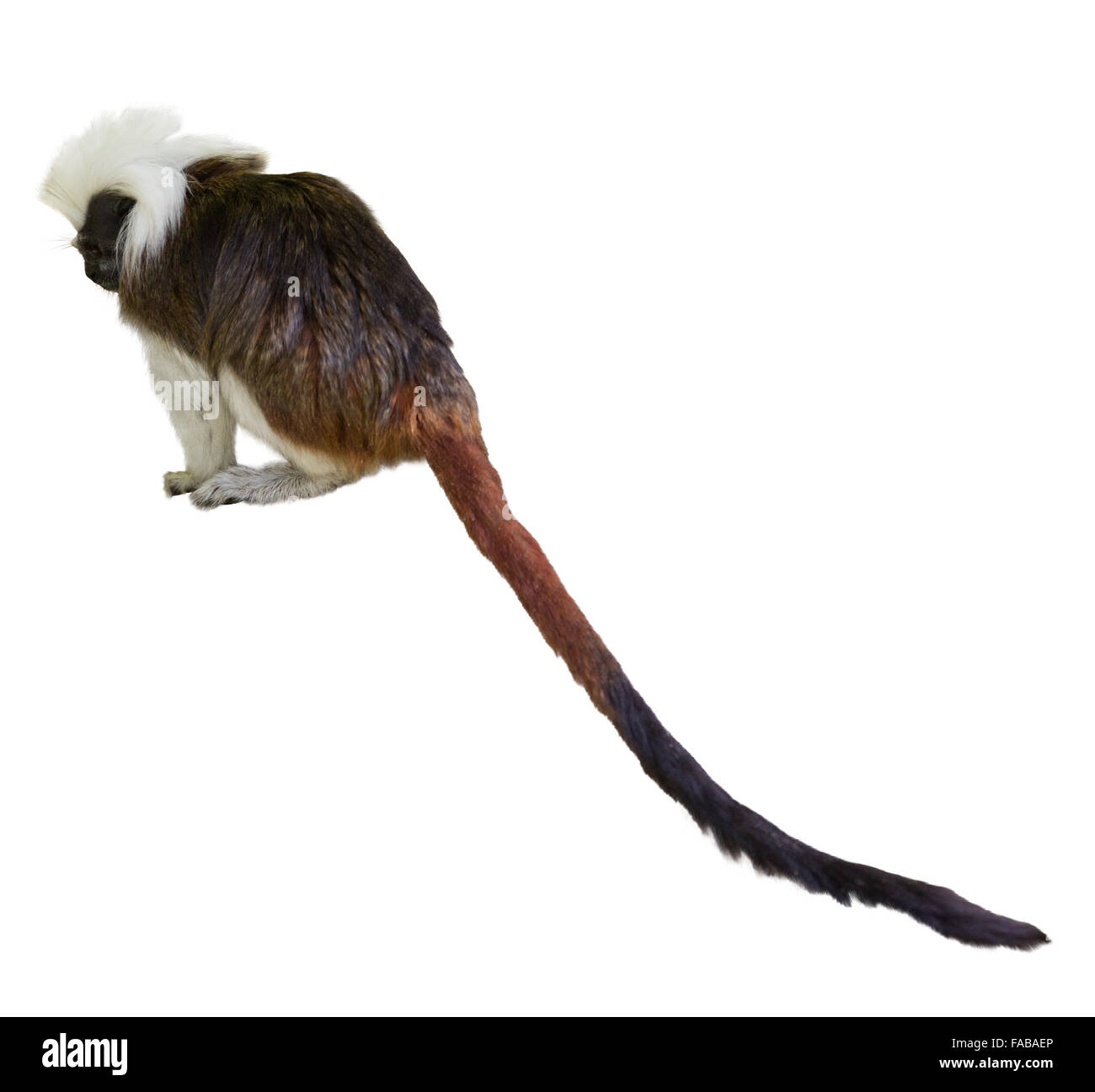 Black tamarin Cut Out Stock Images & Pictures - Alamy