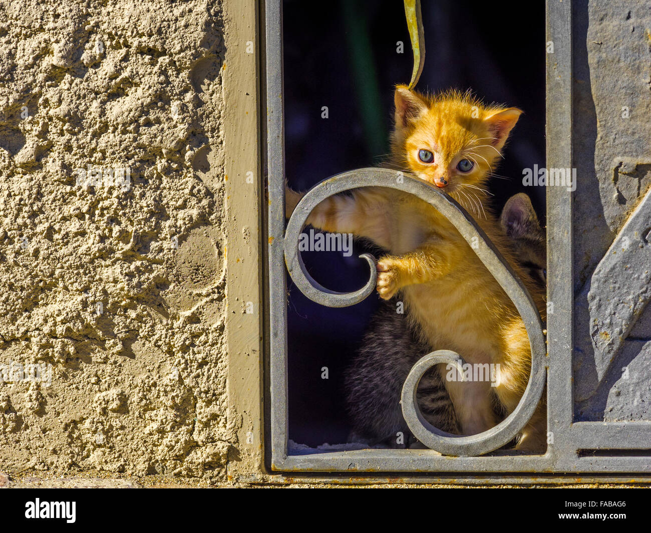 Feral cats along the three castle walk, (Castel d'Appiano), in Northern ...