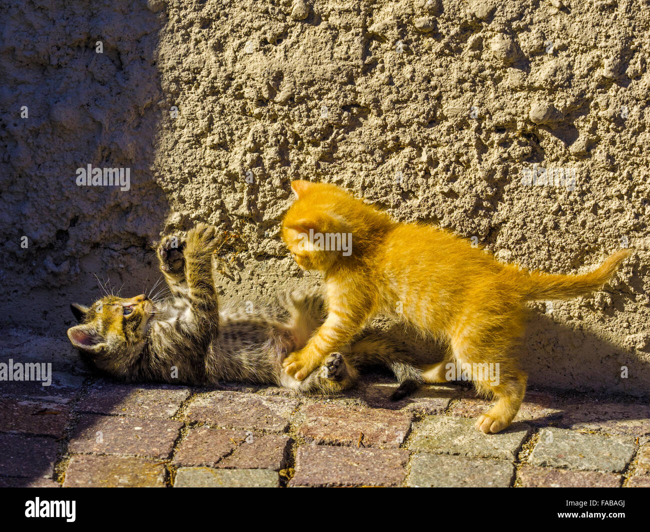 Feral cats along the three castle walk, (Castel d'Appiano), in Northern ...