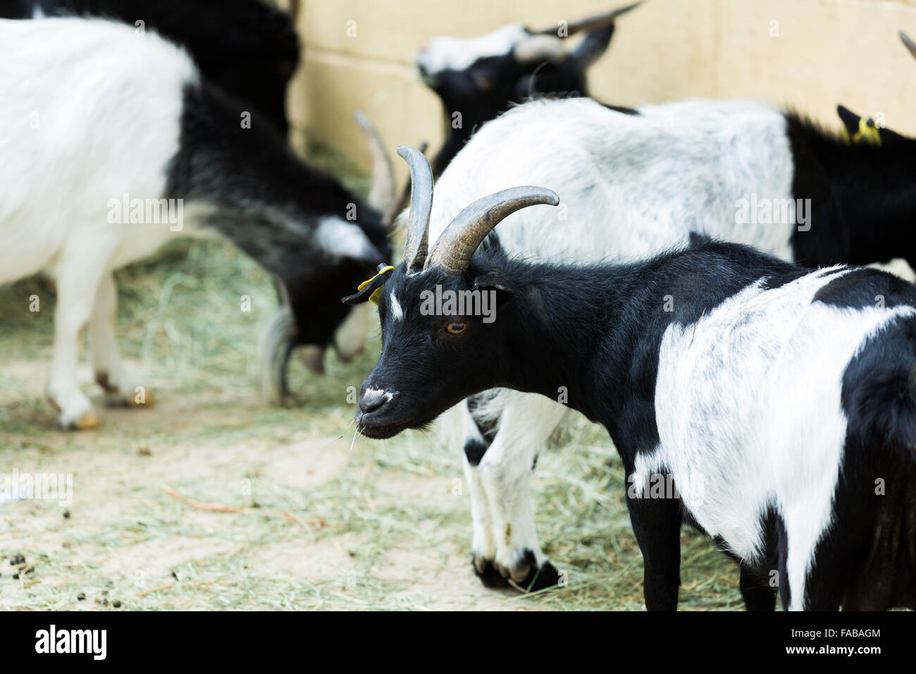 goats standing at the farm Stock Photo - Alamy