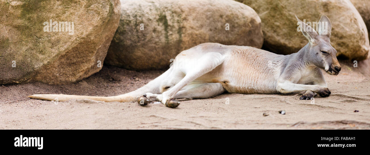 Kangaroo lying on sand hi-res stock photography and images - Alamy