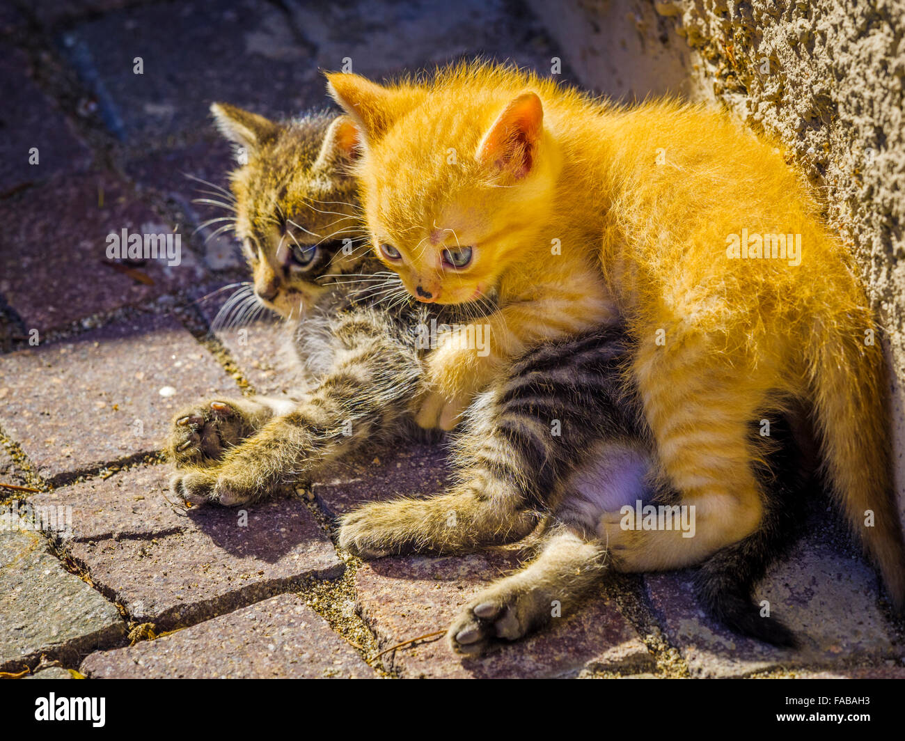 Feral cats along the three castle walk, (Castel d'Appiano), in Northern ...