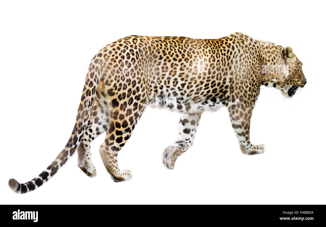 Walking wilderness Cut Out Stock Images & Pictures - Alamy