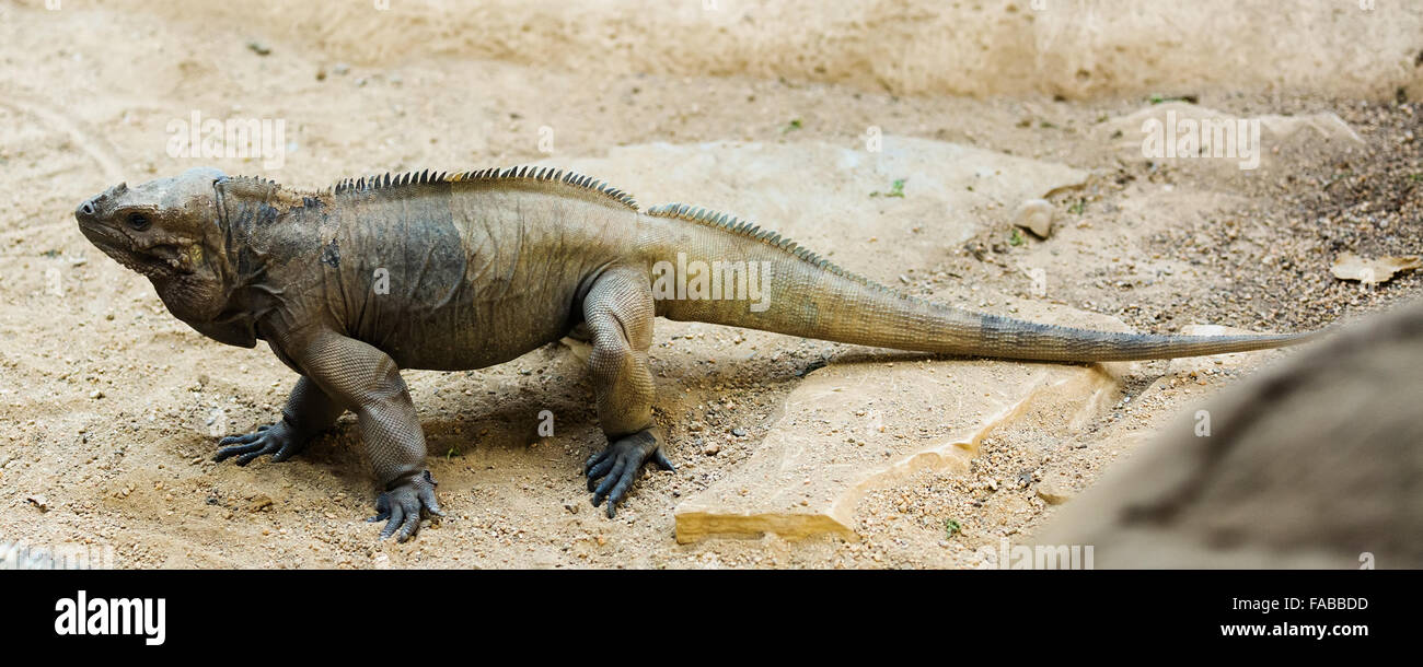 Rhinoceros iguana (Cyclura cornuta) at sand area Stock Photo - Alamy