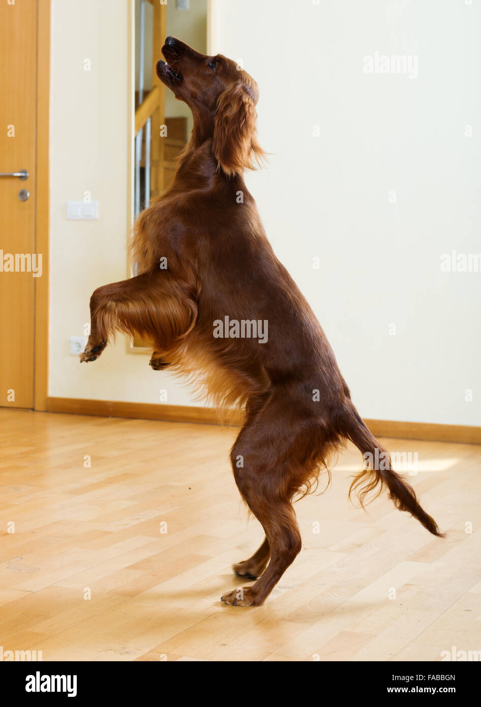 Irish Setter jumping on parquet floor at living room Stock Photo - Alamy