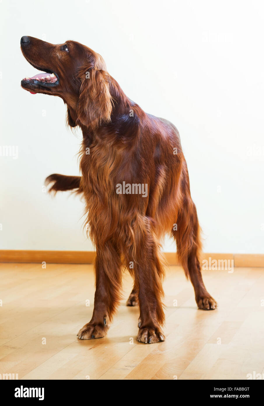 Red Setter standing on parquet floor at living room Stock Photo - Alamy