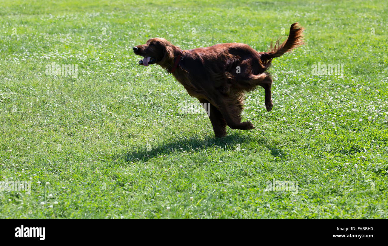 Irish Setter running on grass at park Stock Photo - Alamy