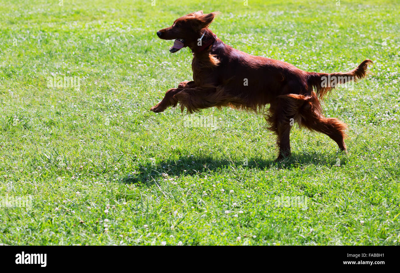 Irish Setter running on grass at park in summer Stock Photo - Alamy