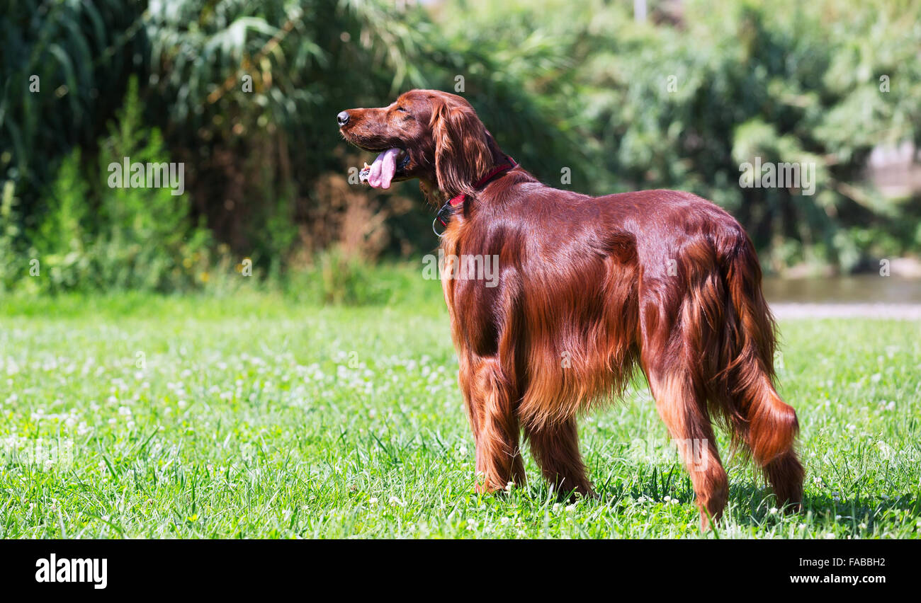 Red Irish Setter standing on grass at park Stock Photo - Alamy