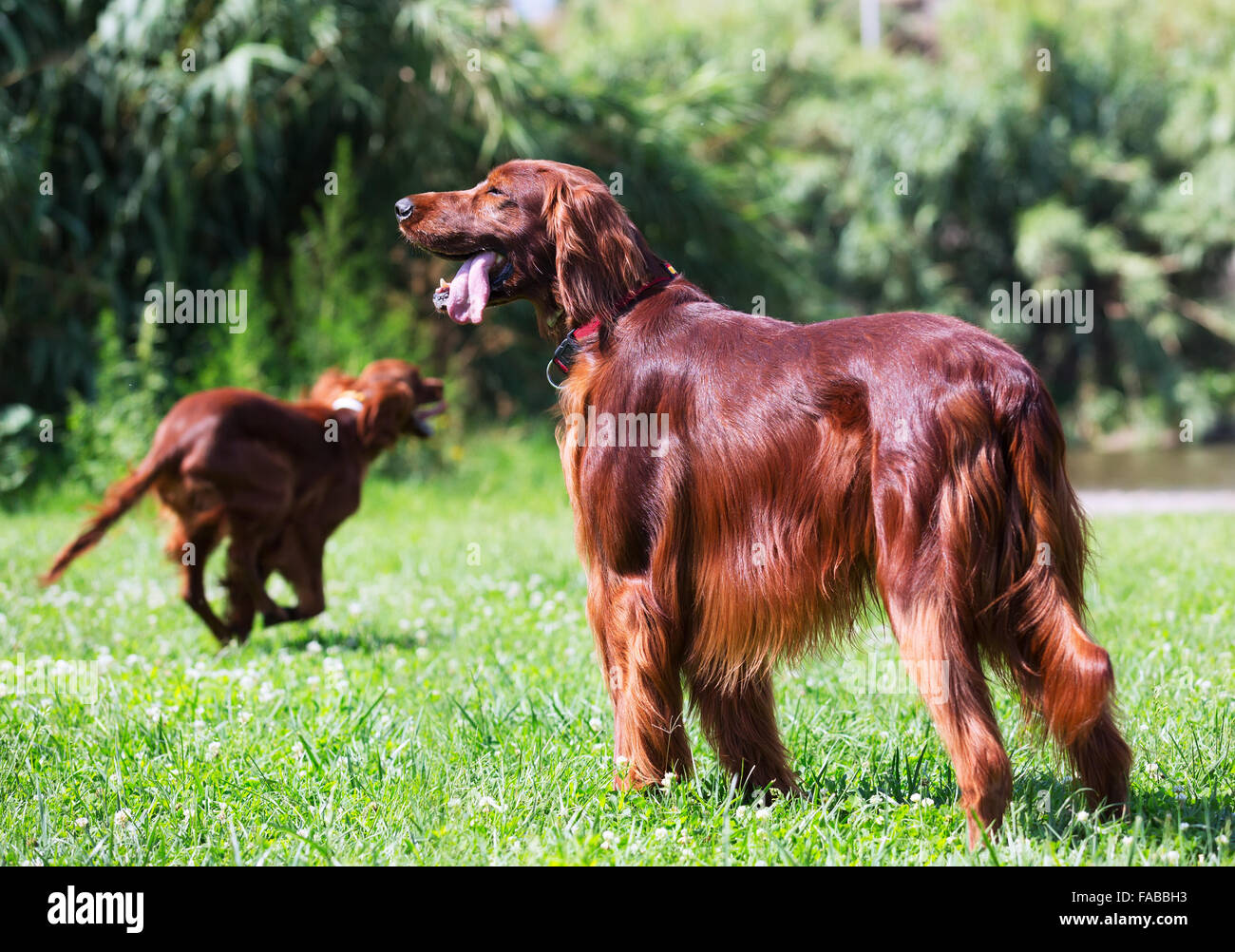 Red Irish Setters at park in sunny day Stock Photo - Alamy