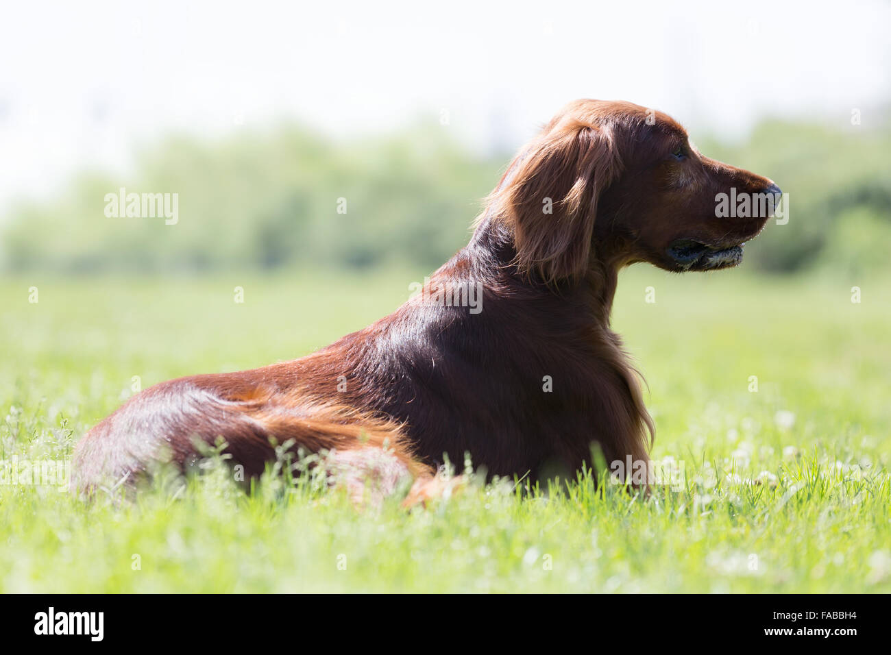 Irish Setter sitting on grass at park Stock Photo - Alamy
