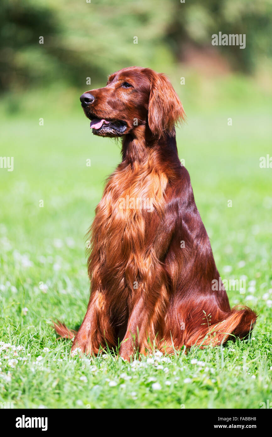 Red Irish Setter sitting on grass at park Stock Photo - Alamy