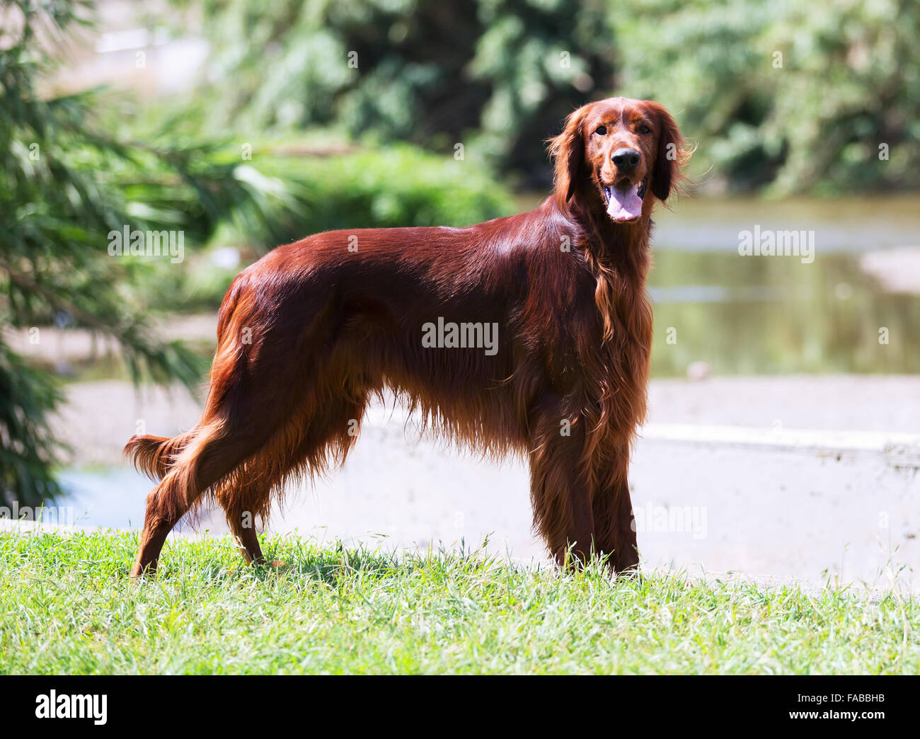 Do Irish Setters Have Webbed Feet