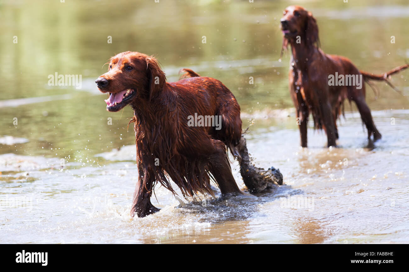 Two Irish Setters in water at river Stock Photo - Alamy