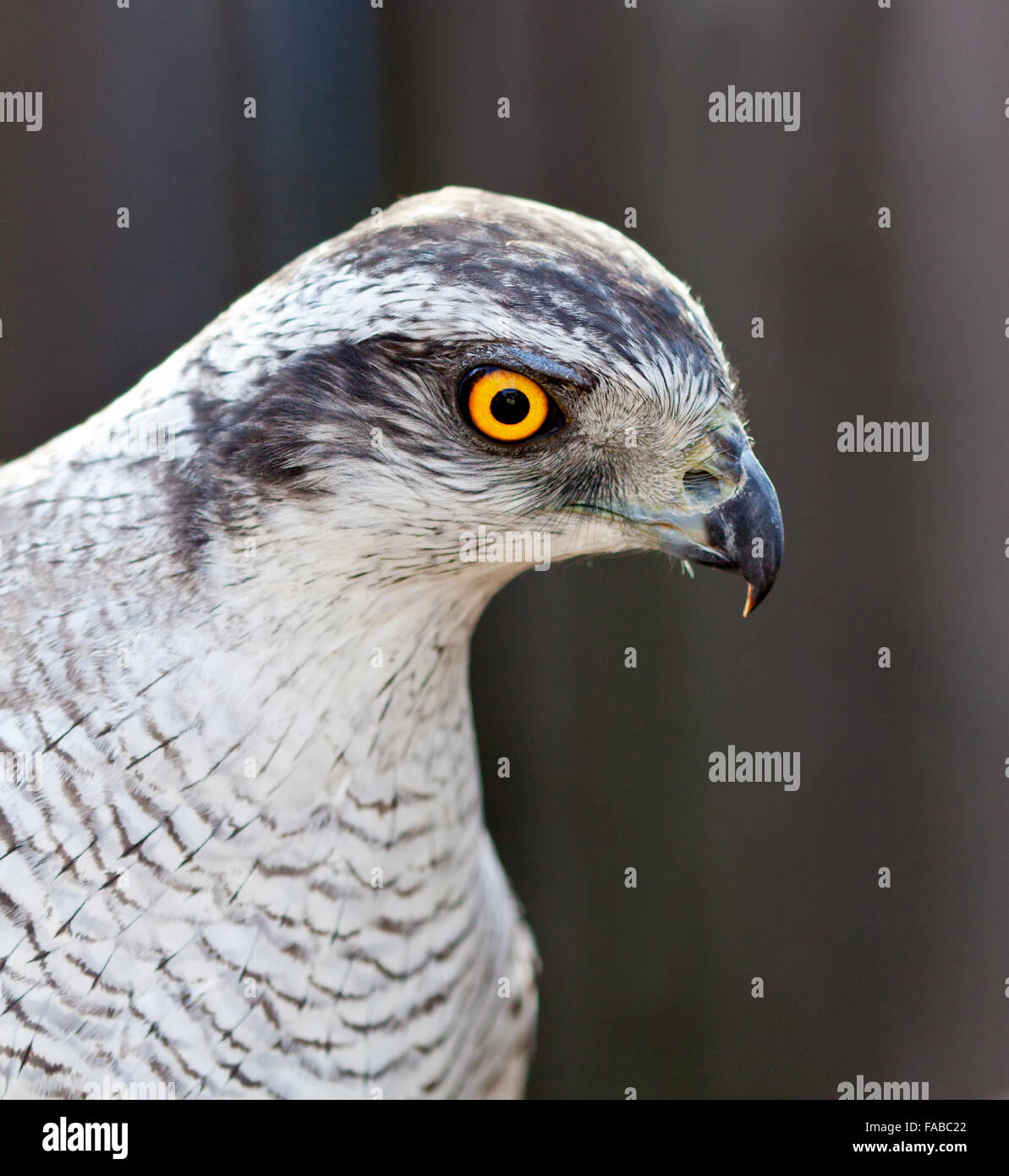 Head of adult Hawk goshawk Stock Photo - Alamy