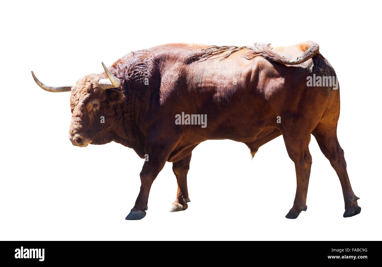 large bull, isolated over white background Stock Photo - Alamy