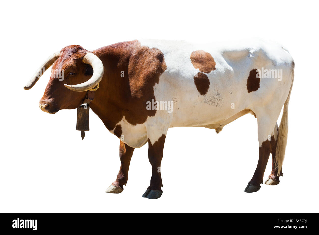 Standing bull, isolated over white Stock Photo - Alamy