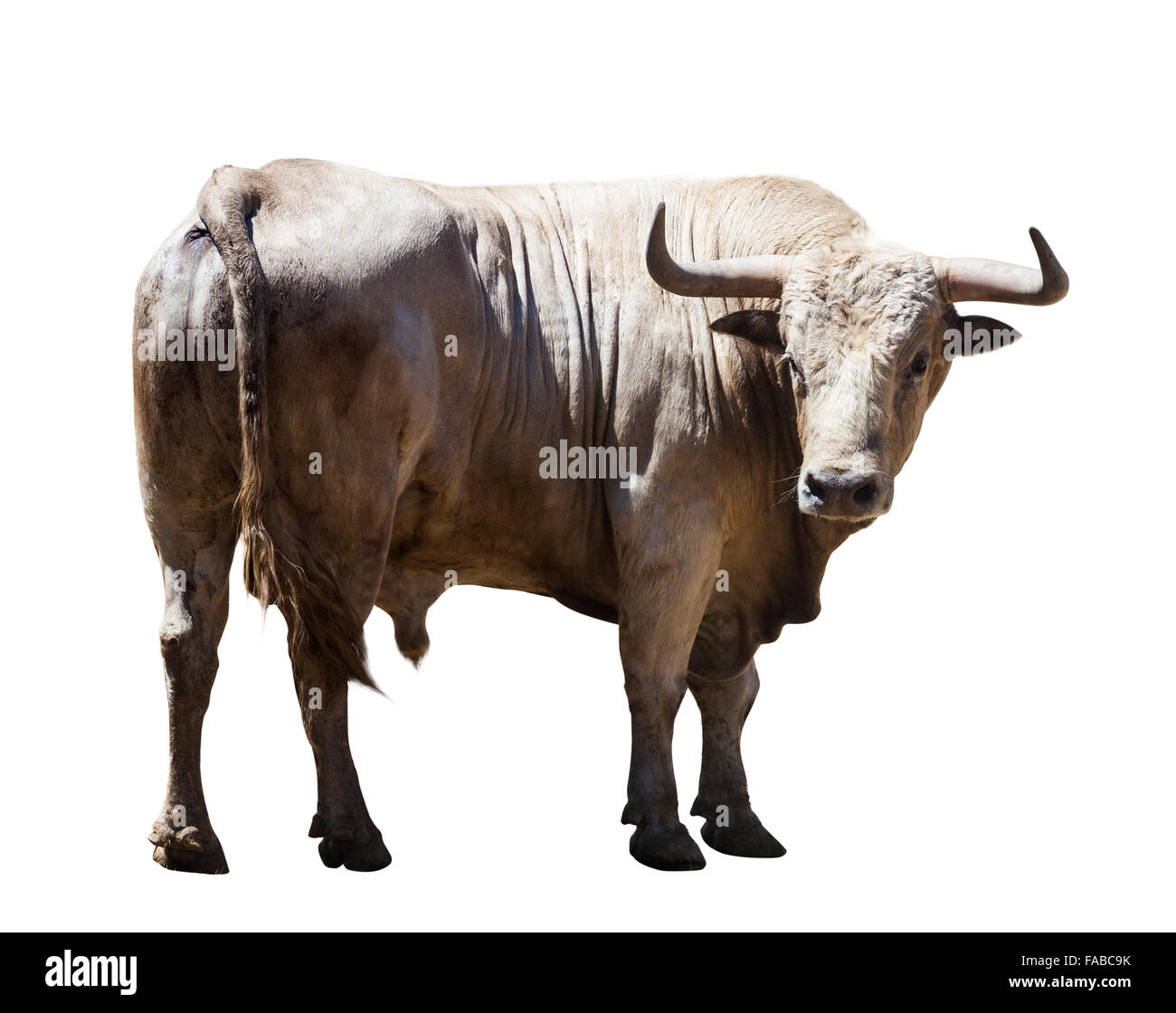 Big gray bull, isolated over white background Stock Photo - Alamy