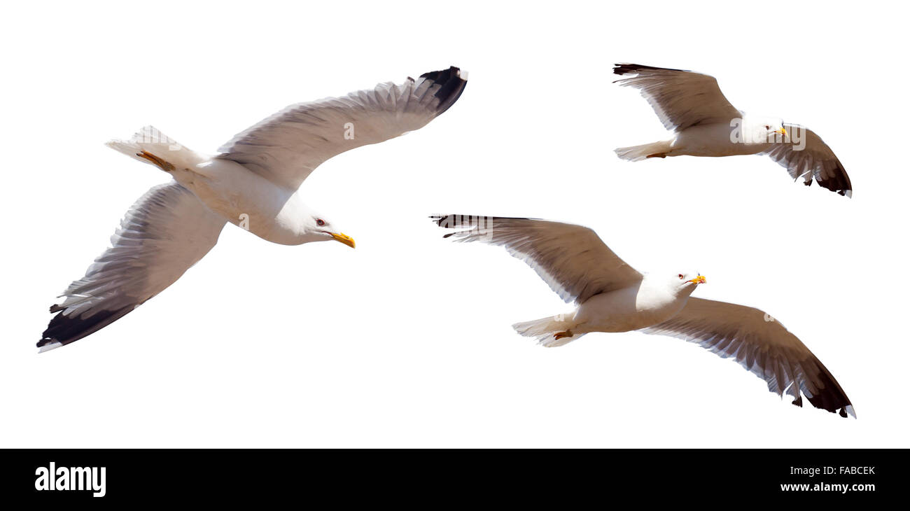 Set of flying seagulls. Isolated over white background Stock Photo - Alamy