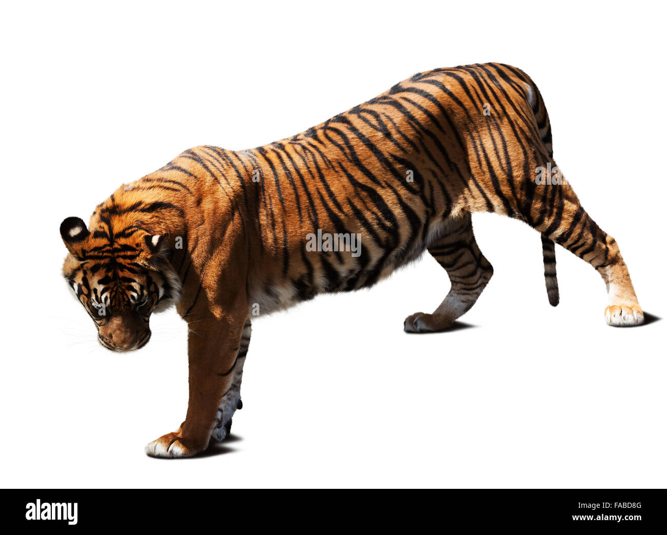 Adult tiger. Isolated on white with shade Stock Photo - Alamy