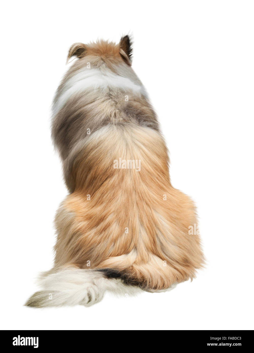Rough Collie isolated on white Stock Photo - Alamy