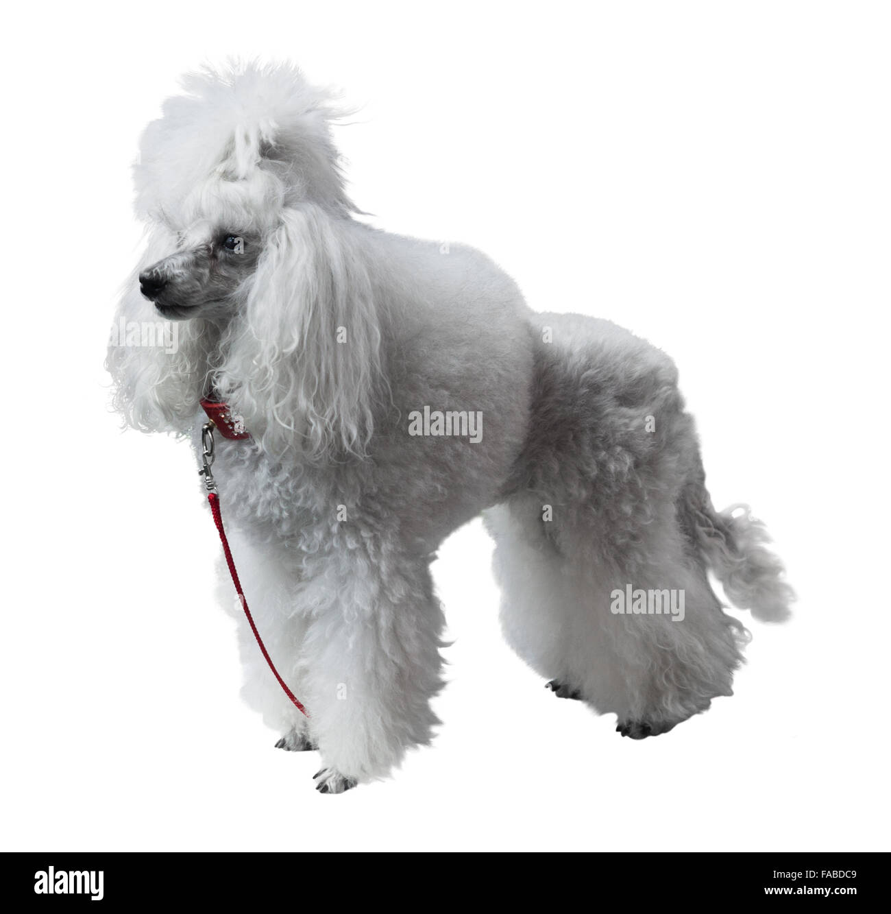 Royal poodle hi-res stock photography and images - Alamy