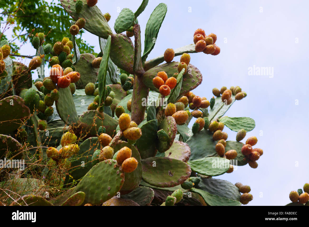 plant of opuntia ficus-indica in summer Stock Photo - Alamy