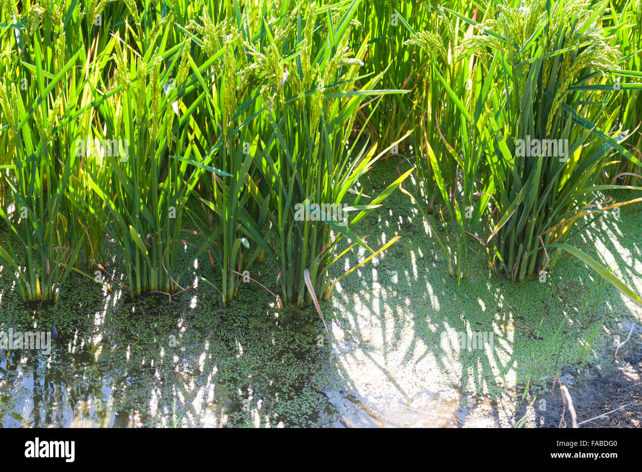 Rice grows in water at field Stock Photo - Alamy