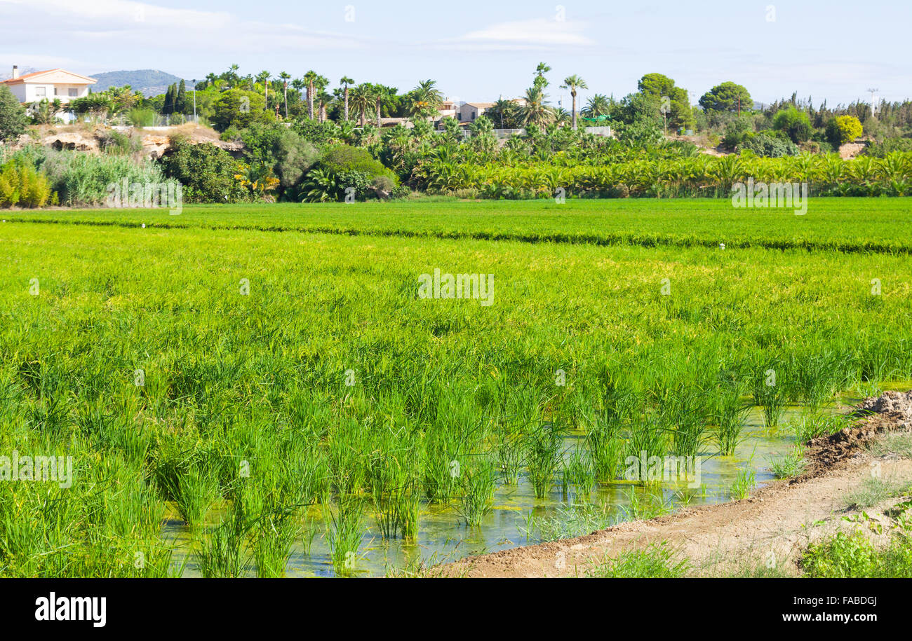 Rural landscape with rice fields at Ebro Delta Stock Photo - Alamy